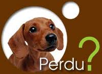 Chien, chat, animal perdu : comment le retrouver ? - Animal Futé