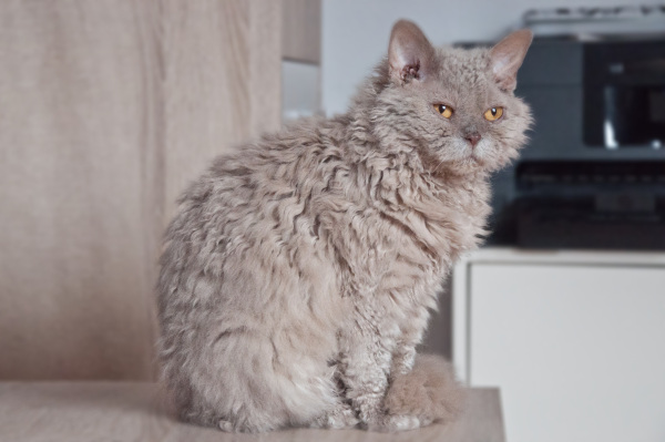 Le Selkirk Rex, un chat frisé comme un mouton - Animal Futé